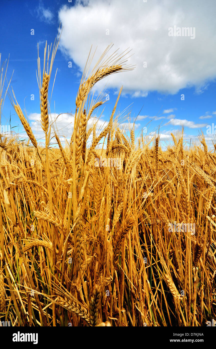 Ireland wexford farming hi-res stock photography and images - Alamy