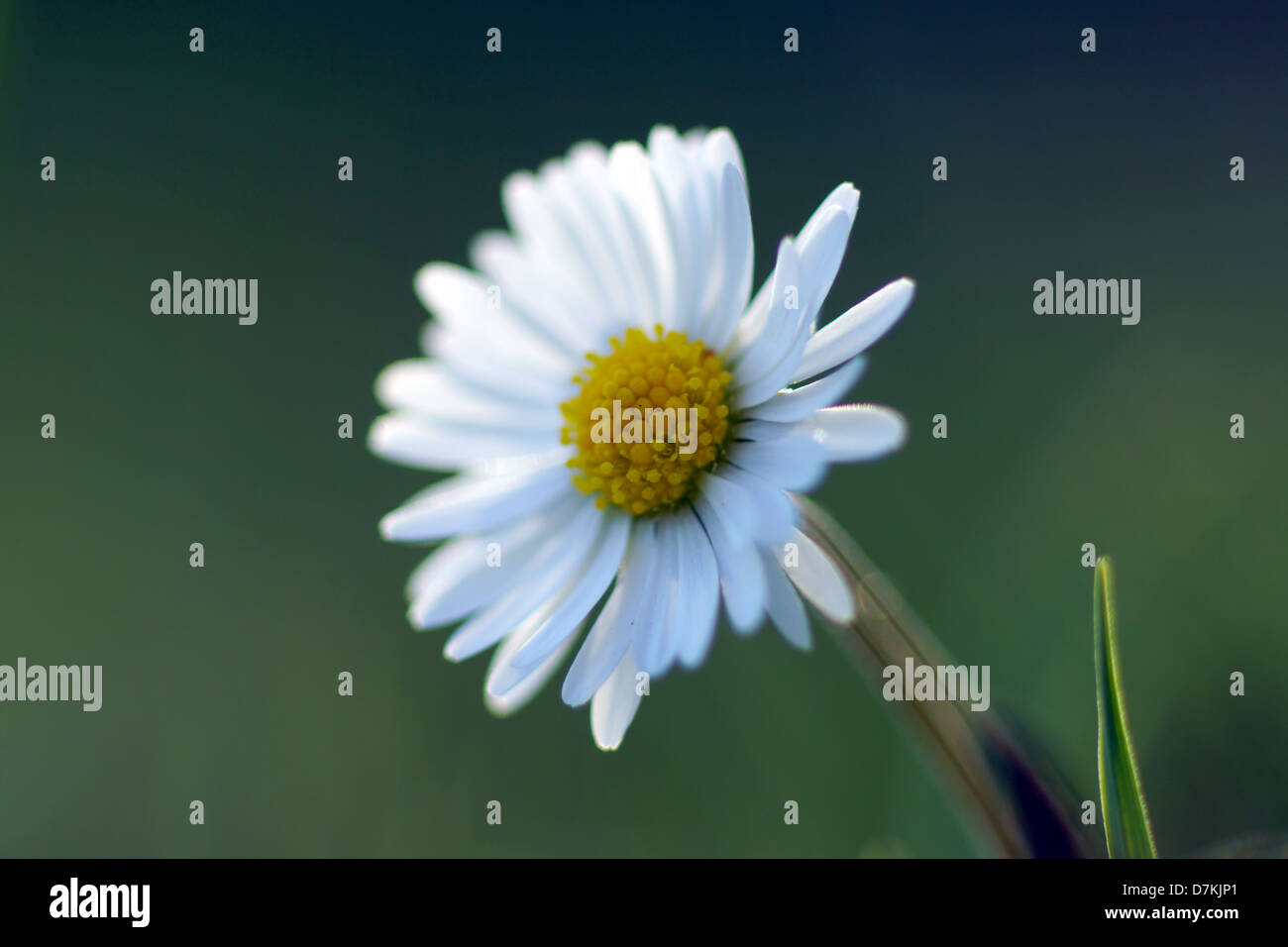 Yellow daisy side view hi-res stock photography and images - Alamy