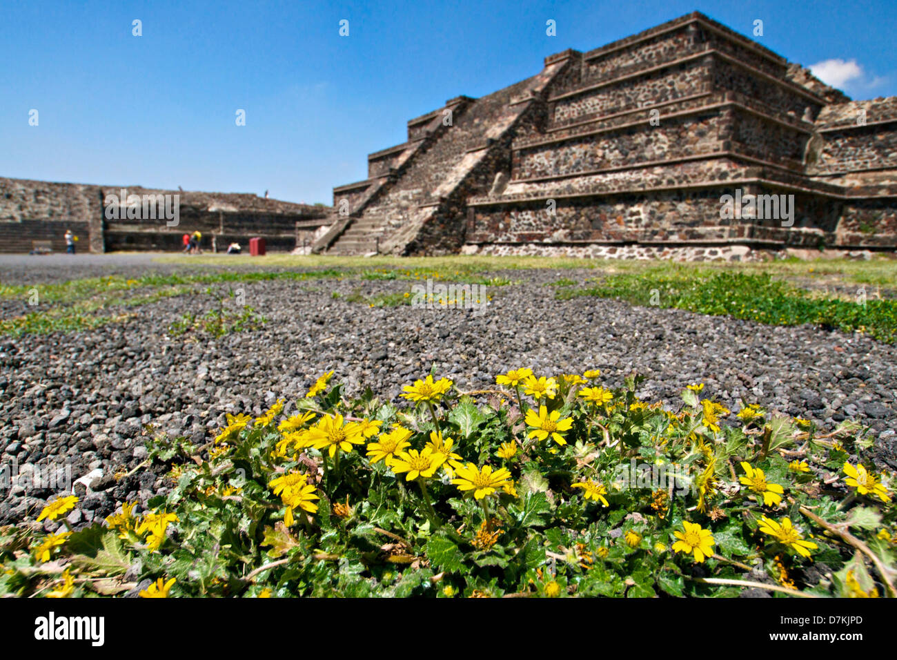 Wild flowers grow in front of ancient Aztec temples Stock Photo - Alamy