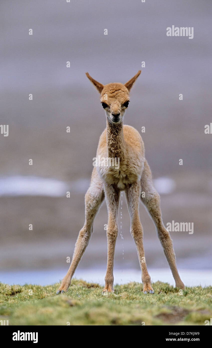 Camel dung hi-res stock photography and images - Alamy