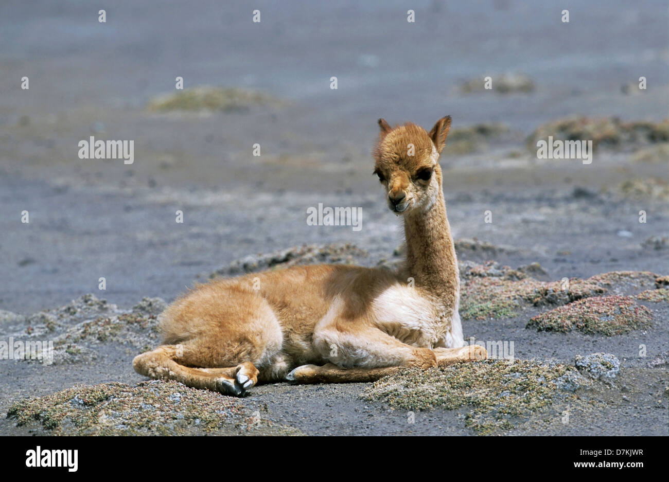 Vicuna and calf hi-res stock photography and images - Alamy