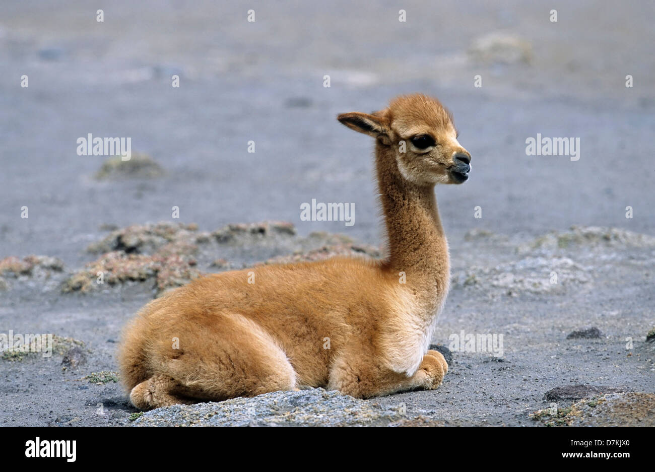Vicuna calf hi-res stock photography and images - Alamy