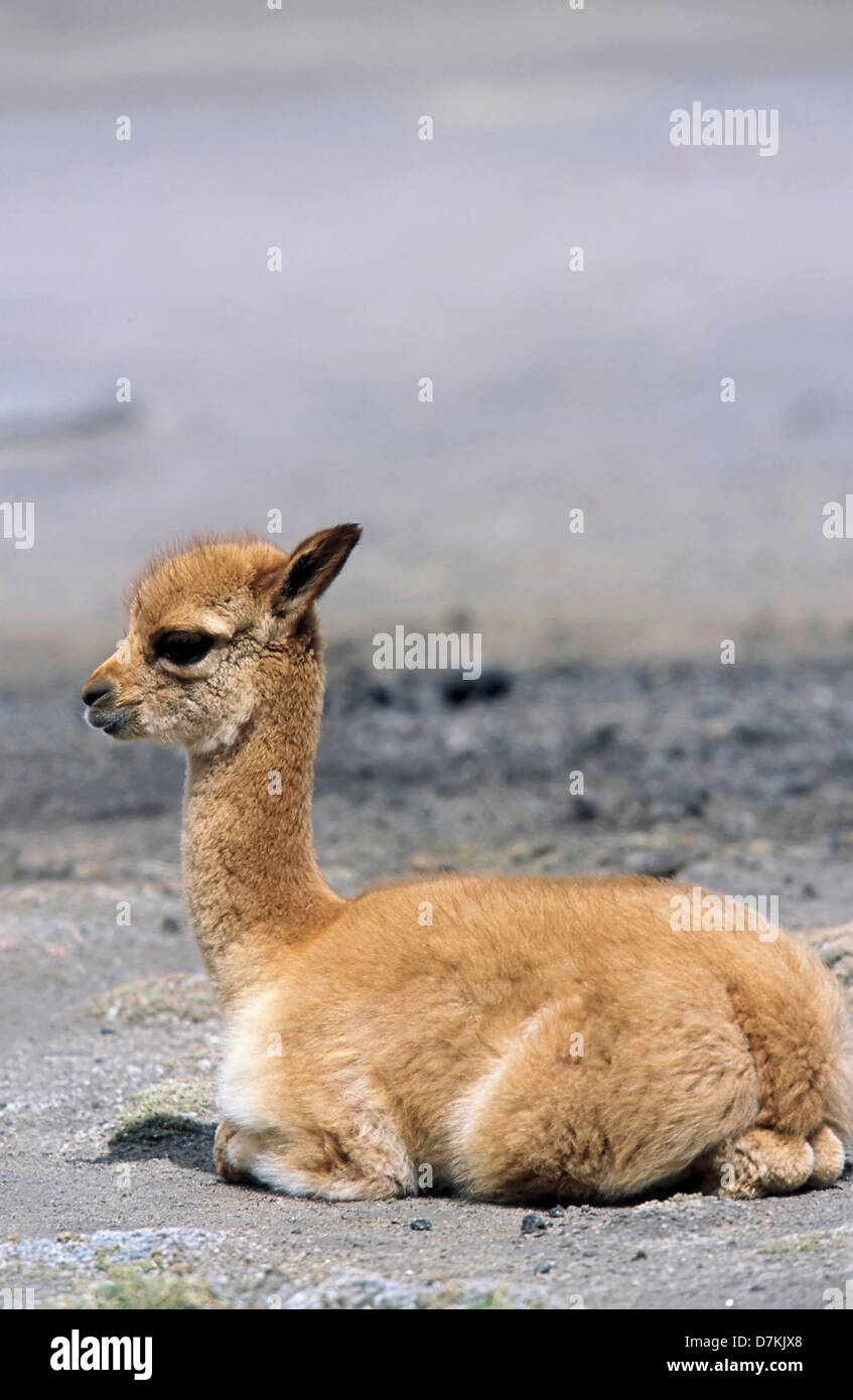 Baby camel sitting hi-res stock photography and images - Alamy
