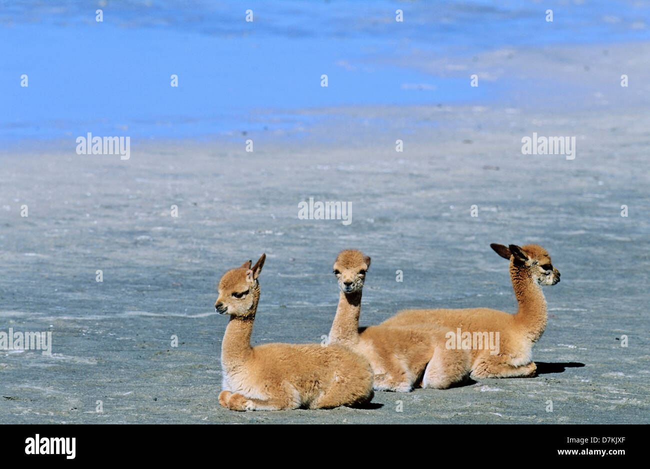 Camel calves hi-res stock photography and images - Alamy