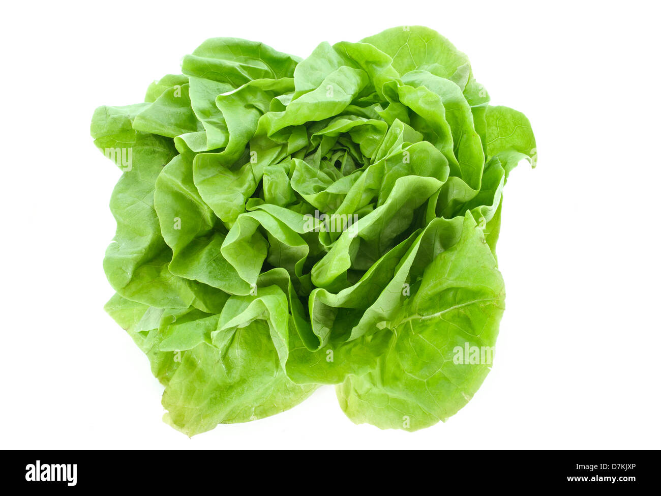 lettuce salad in front of a white background Stock Photo - Alamy