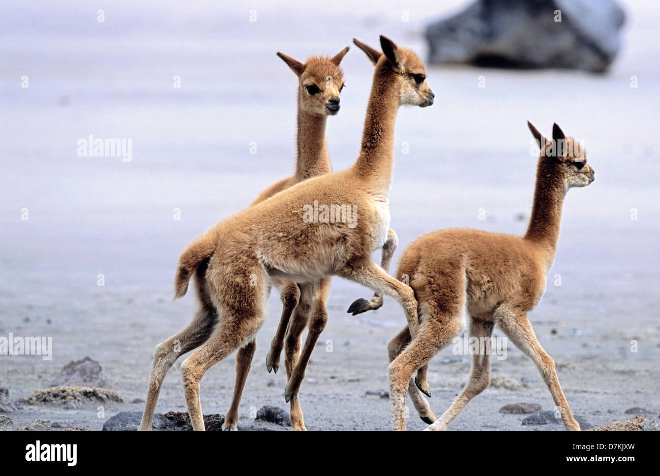 Vicuna (Vicugna vicugna), Chile, Altiplano, Andes, Salar de Surire ...