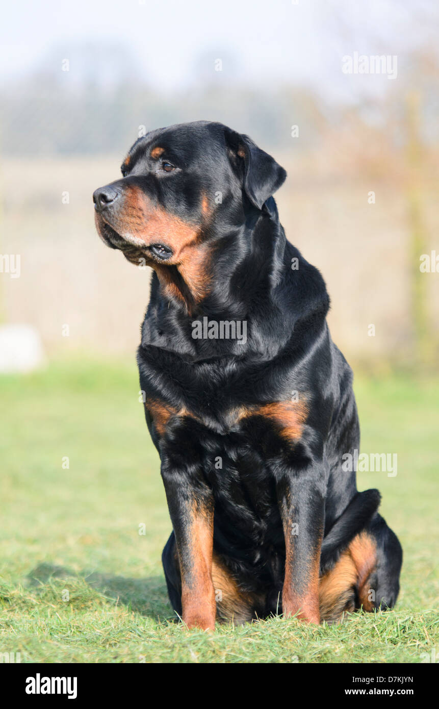 Male Rottweiler sitting in a rural background Stock Photo - Alamy