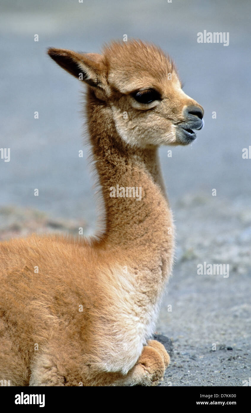Vicuna (Vicugna vicugna), Altiplano, Chile. portrait of calf. Andes ...
