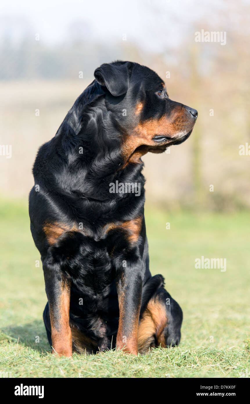 Male Rottweiler sitting in a rural background Stock Photo - Alamy