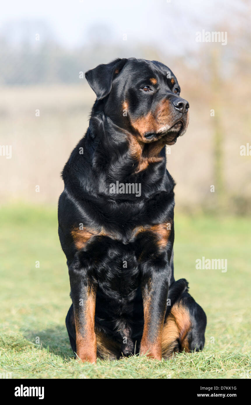 Male Rottweiler sitting in a rural background Stock Photo - Alamy