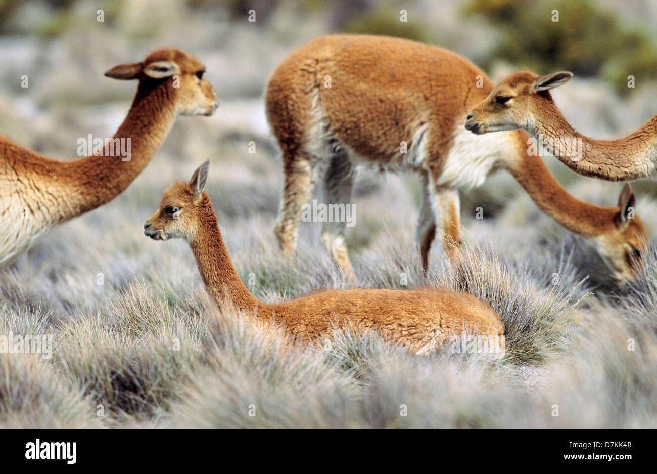 Vicuna hi-res stock photography and images - Alamy