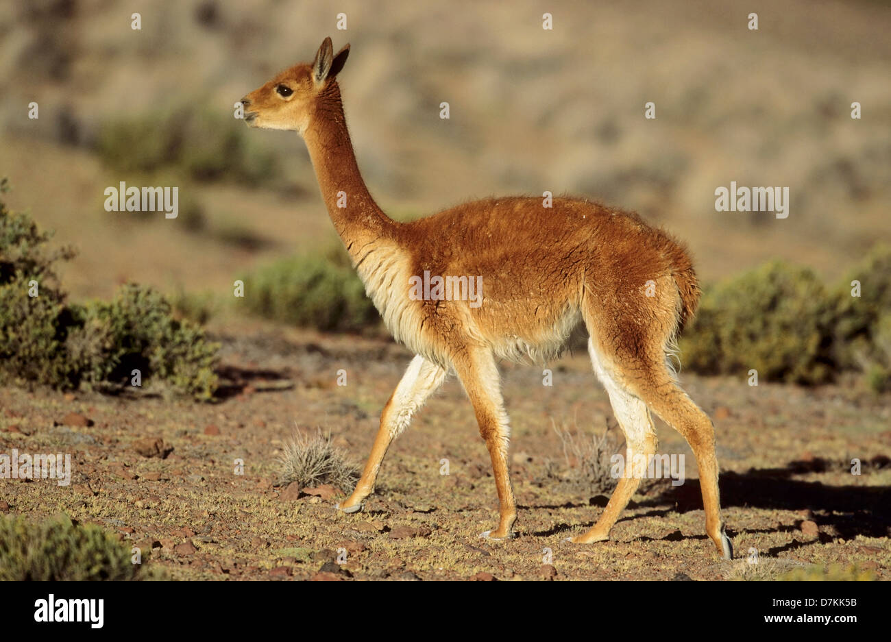 Camel gait hi-res stock photography and images - Alamy