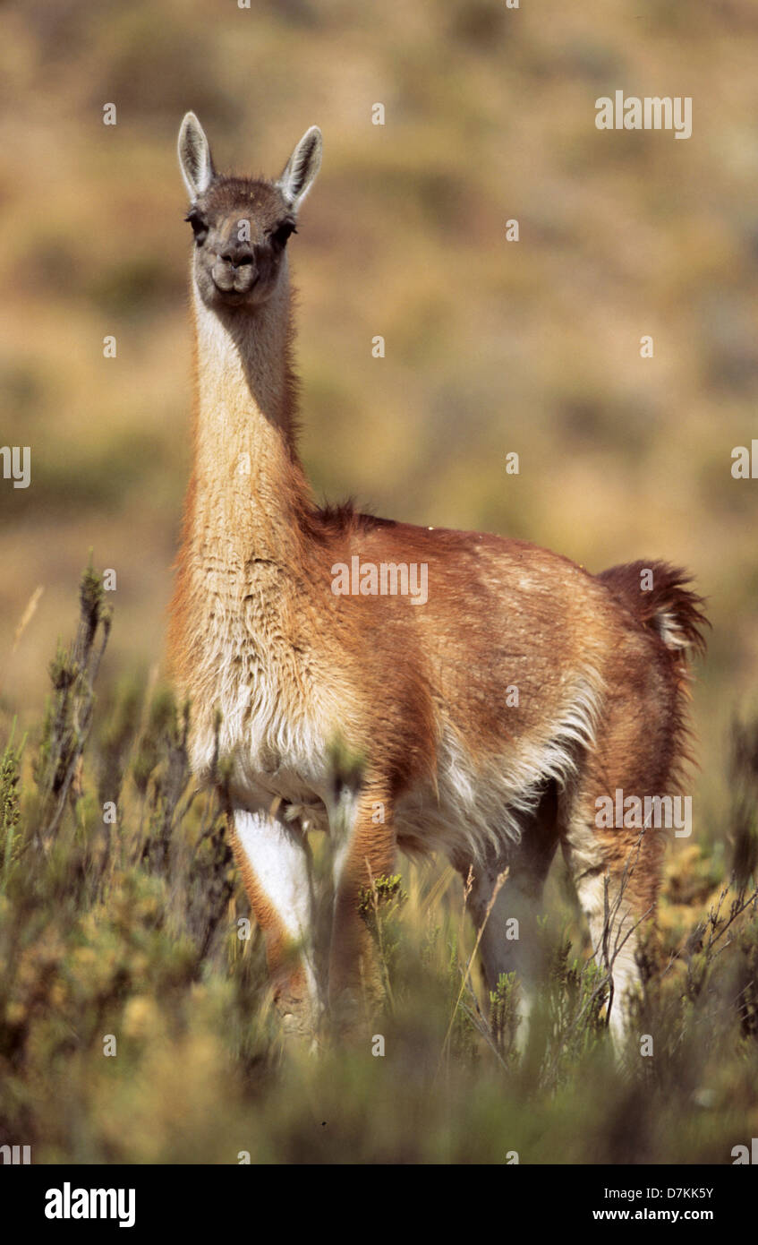 Woolly camel hi-res stock photography and images - Alamy