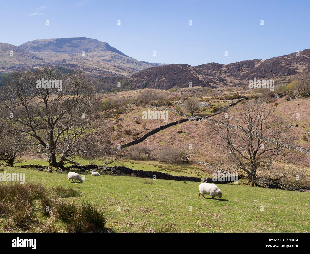 View across Welsh countryside to Moel Hebog mountain with sheep grazing ...