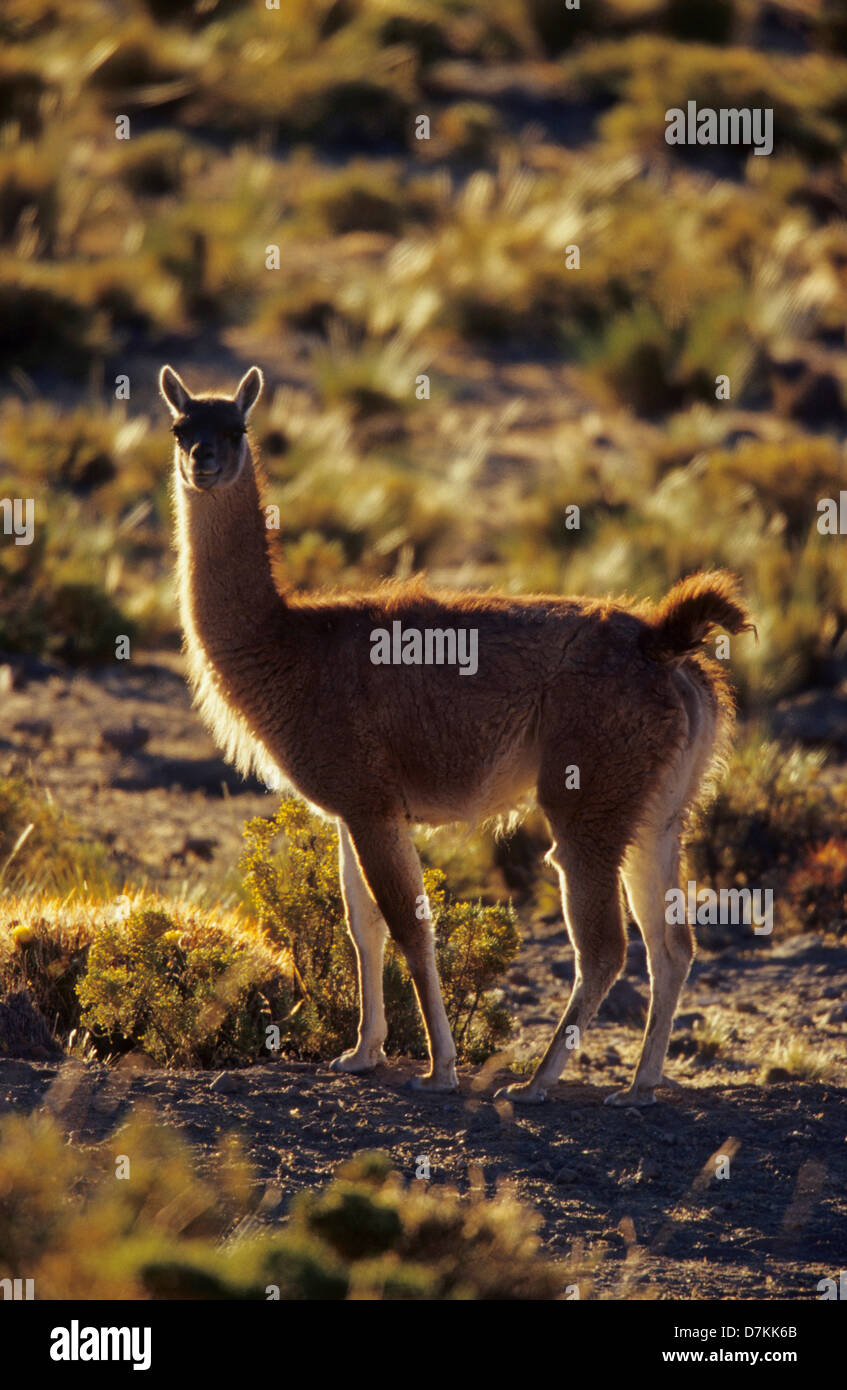 Guanaco (Lama guanicoe) backlight in the evening, Chile Stock Photo - Alamy
