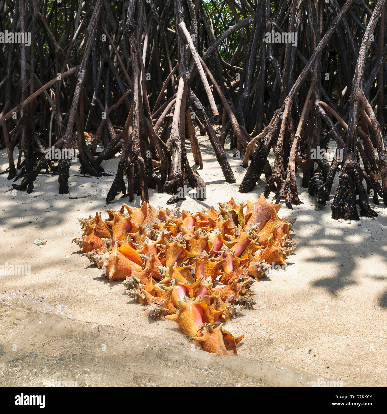 Colombia, San Bernardo Islands. Conch shells arranged into heart Stock ...