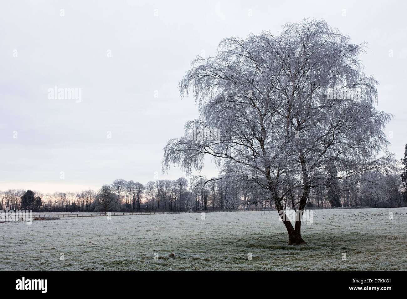 tree in winter frost Stock Photo - Alamy