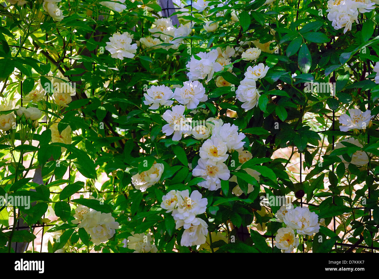 Rosa Banksiae Alba Plena is an old white rose. It was discovered in ...