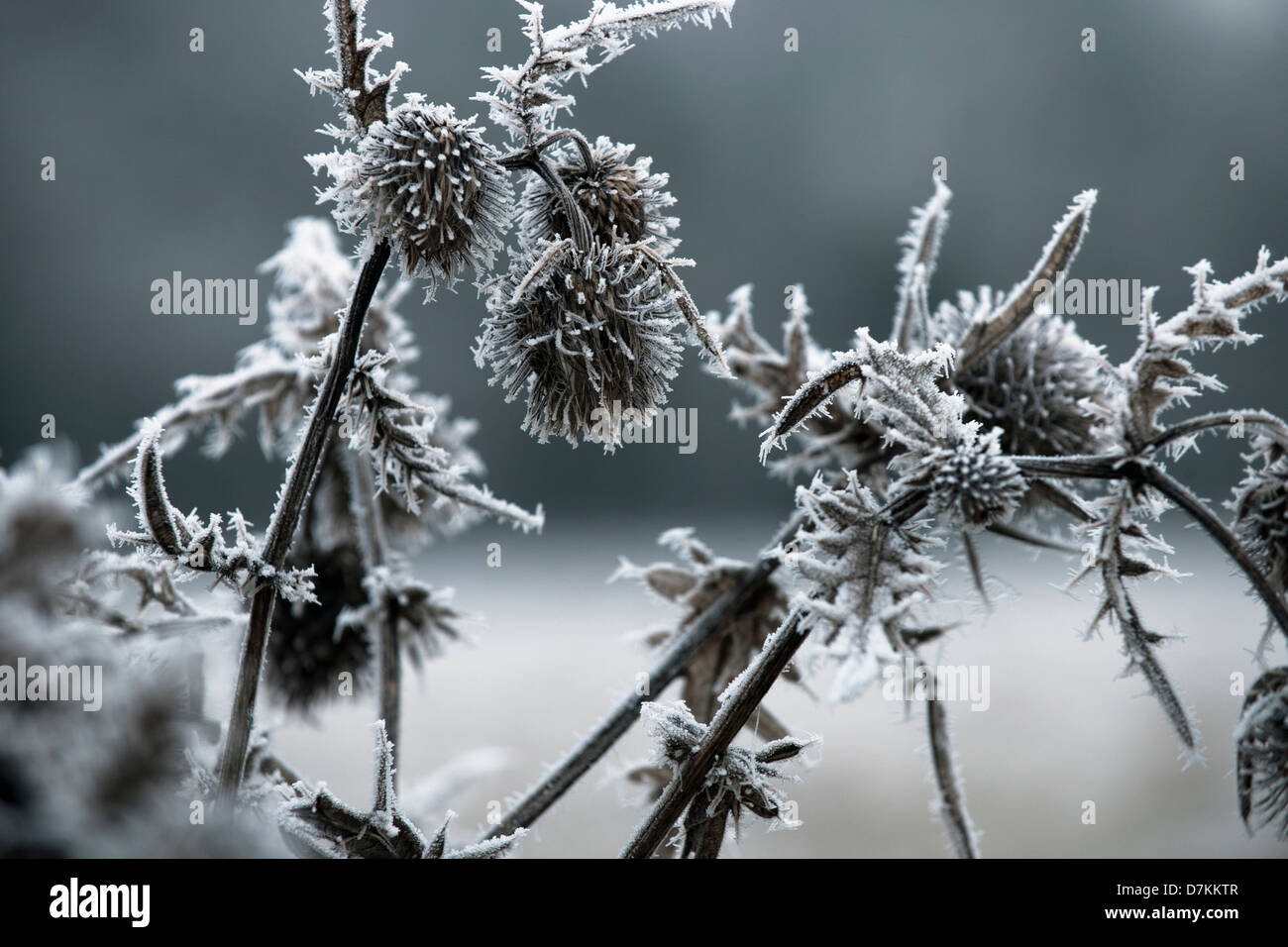 thistle head in winter frost Stock Photo - Alamy