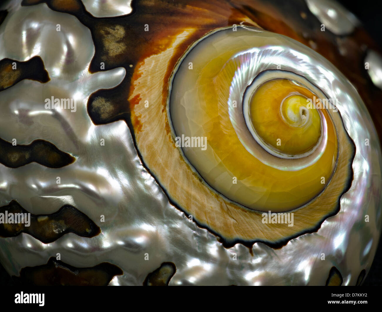 Turbo shells hi-res stock photography and images - Alamy