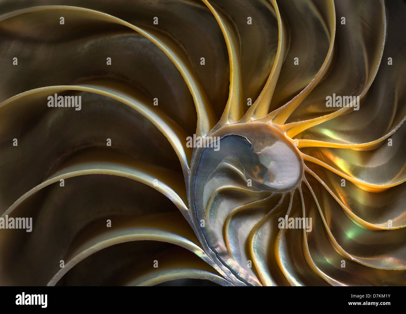 Nautilus shell hi-res stock photography and images - Alamy