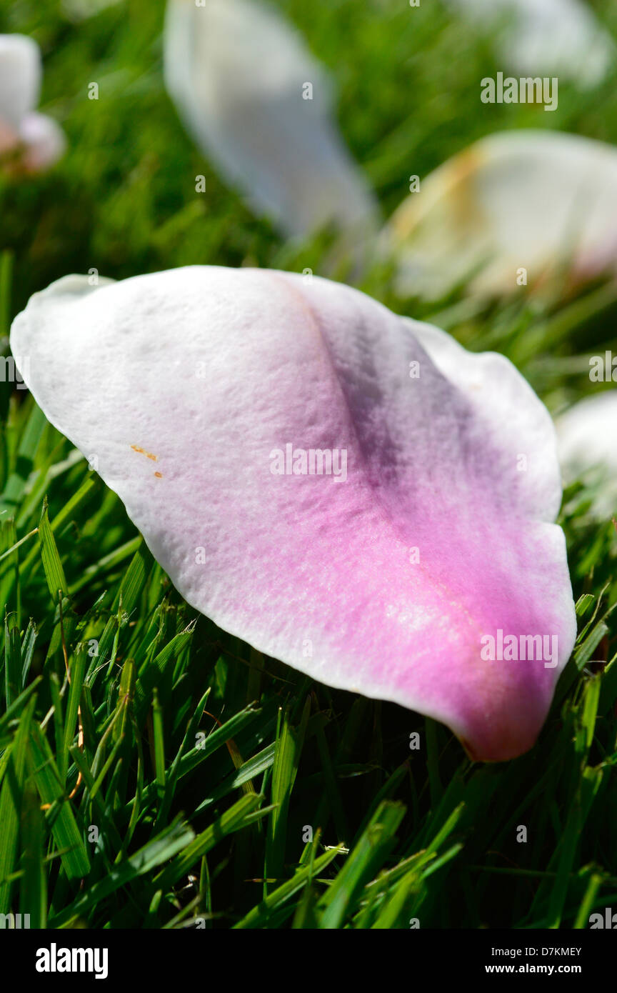 Contrast on flower hi-res stock photography and images - Alamy