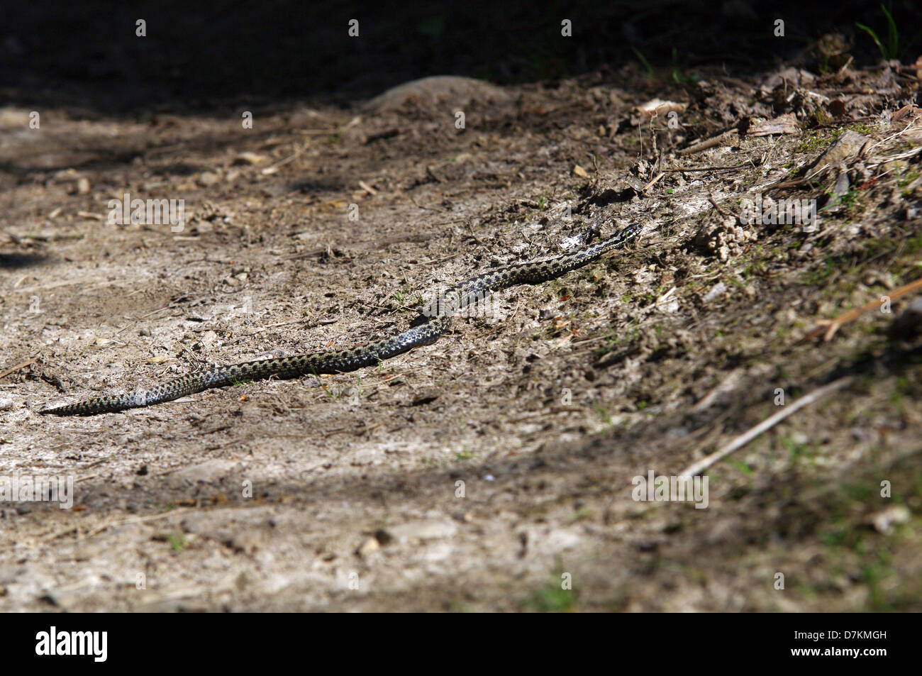 Adder viper snake hi-res stock photography and images - Alamy