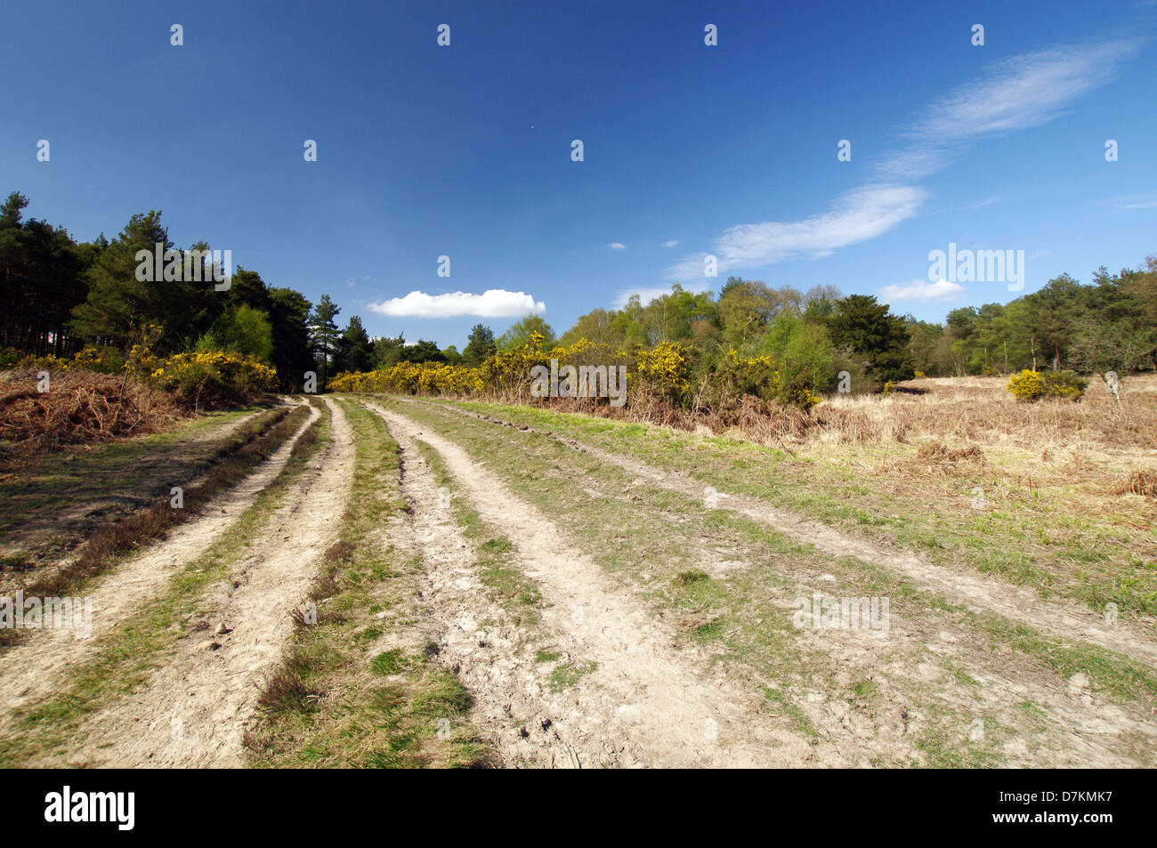 Tranquil walk in Ashdown Forest, England Stock Photo - Alamy