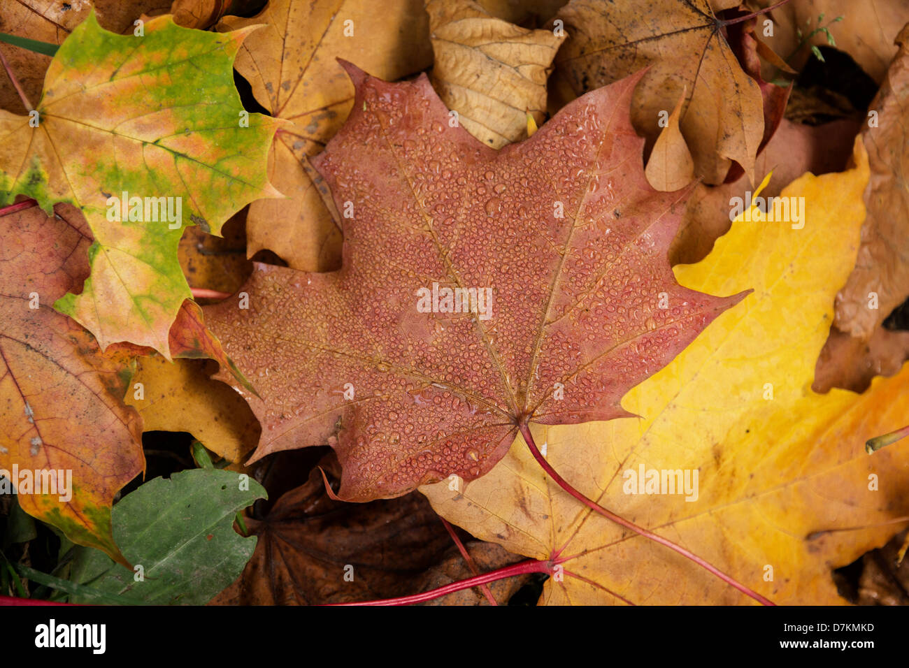 close up shot of autumn sidewalk, fall background Stock Photo - Alamy