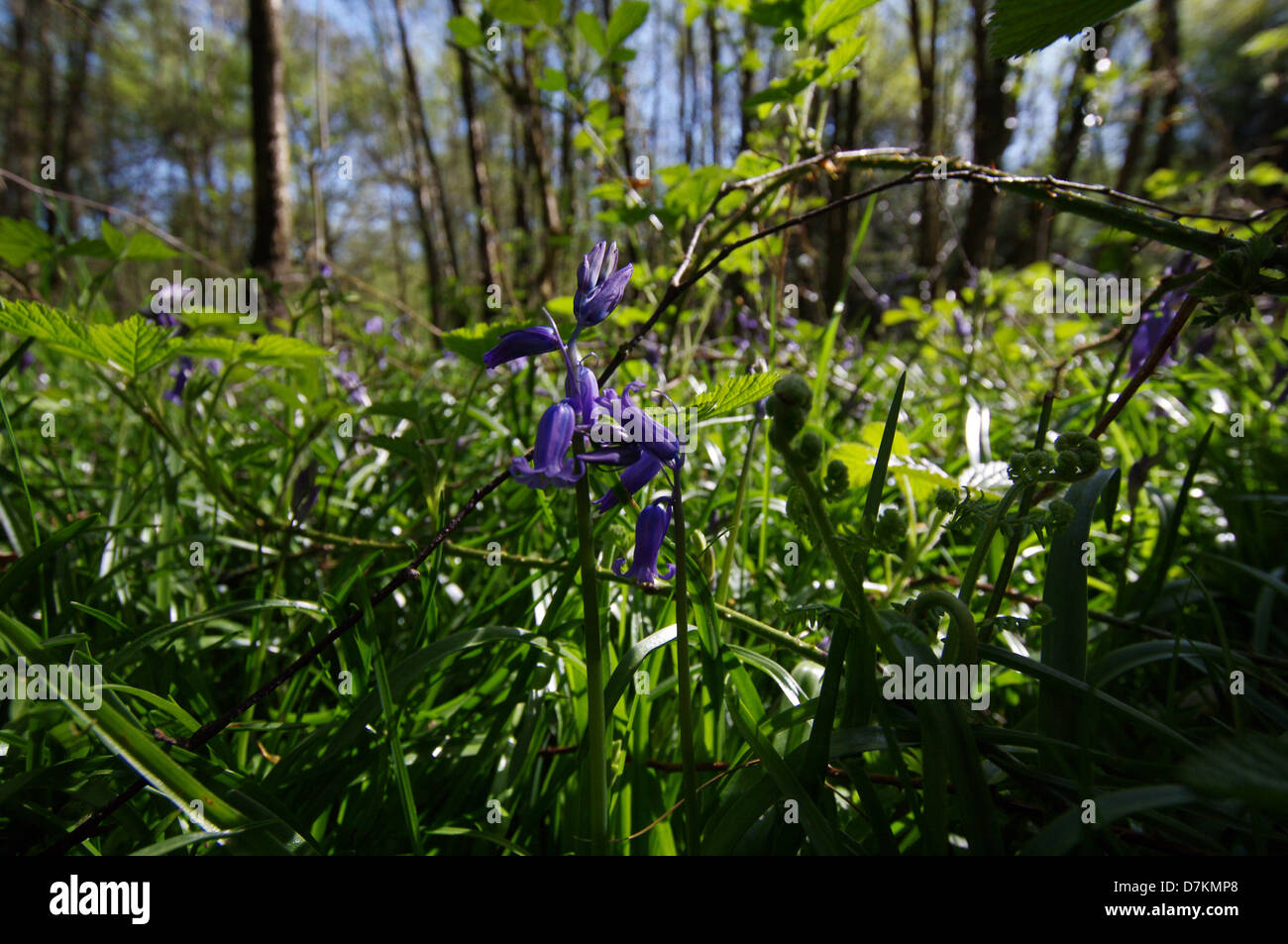 Ashdown forest hi-res stock photography and images - Alamy