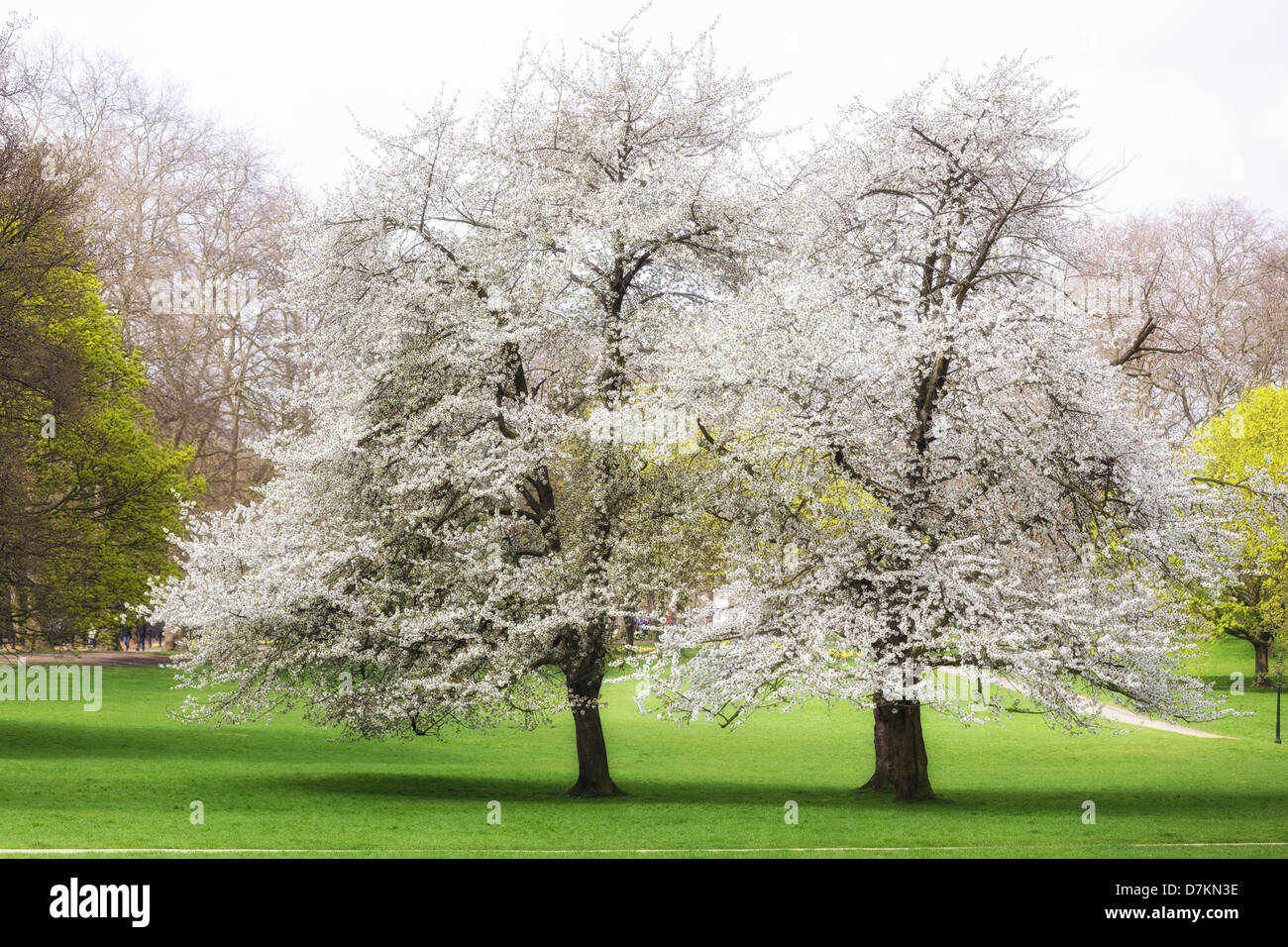 Cheery trees blooming at spring, Green Park, London Stock Photo - Alamy