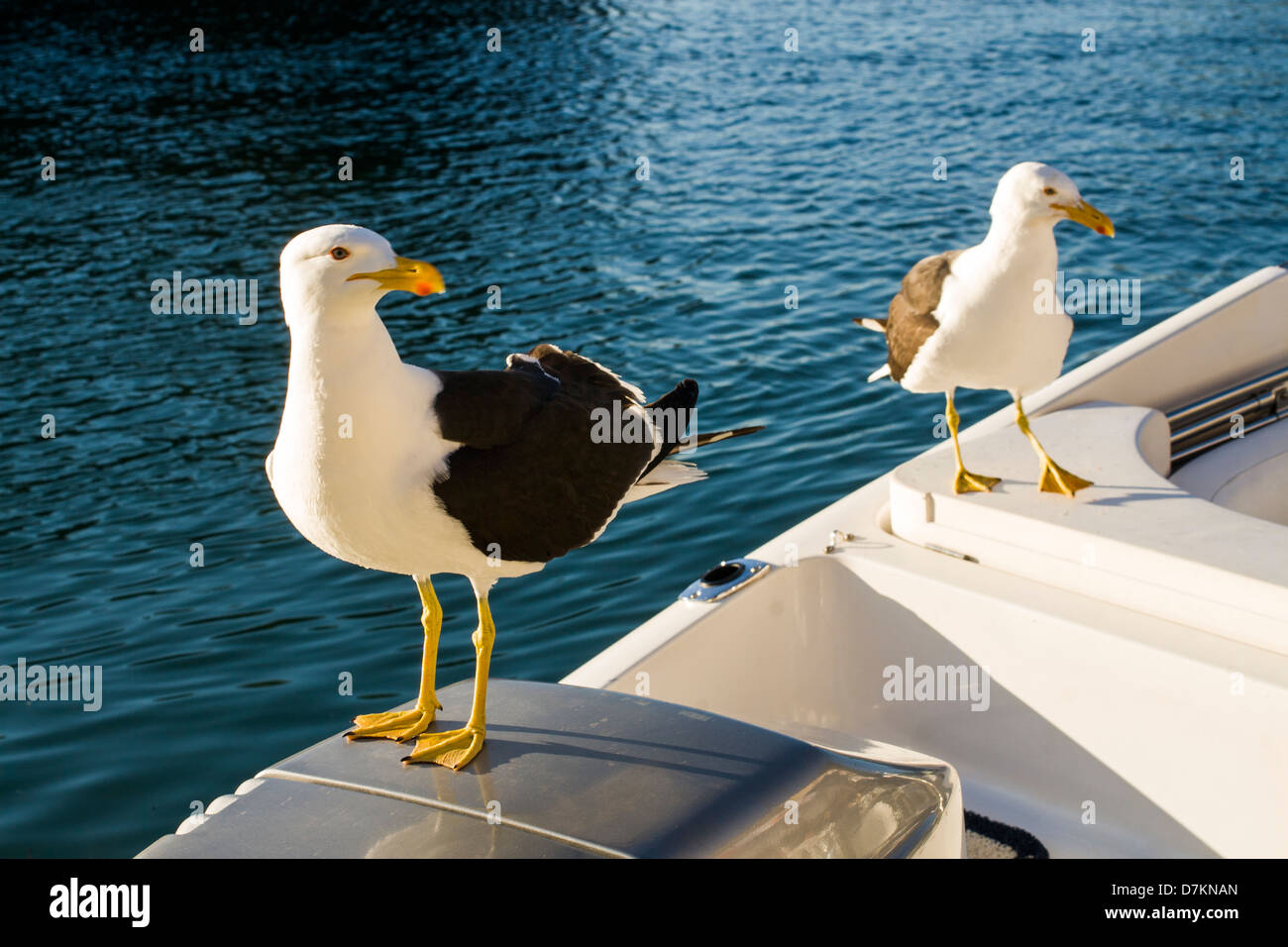 Seagulls on a boat at Barra da Lagoa Canal Stock Photo - Alamy