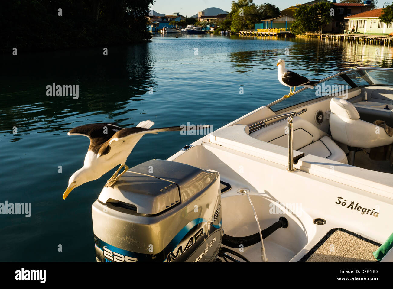 Seagulls on a boat at Barra da Lagoa Canal Stock Photo - Alamy