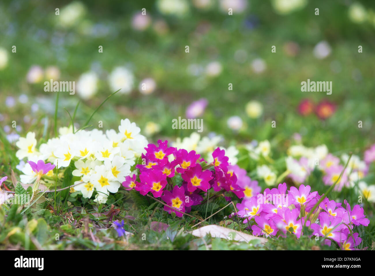 Wild primrose hi-res stock photography and images - Alamy