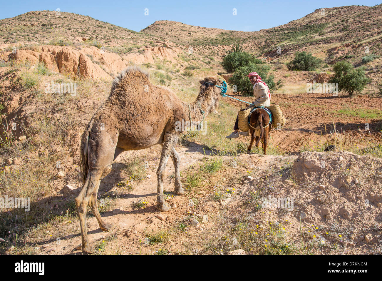 Leading camel hi-res stock photography and images - Alamy