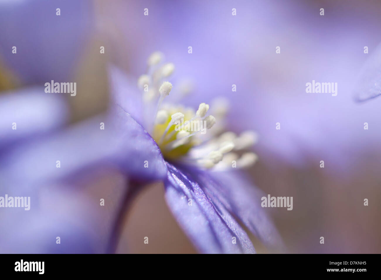 Close up delicate hepatica hi-res stock photography and images - Alamy