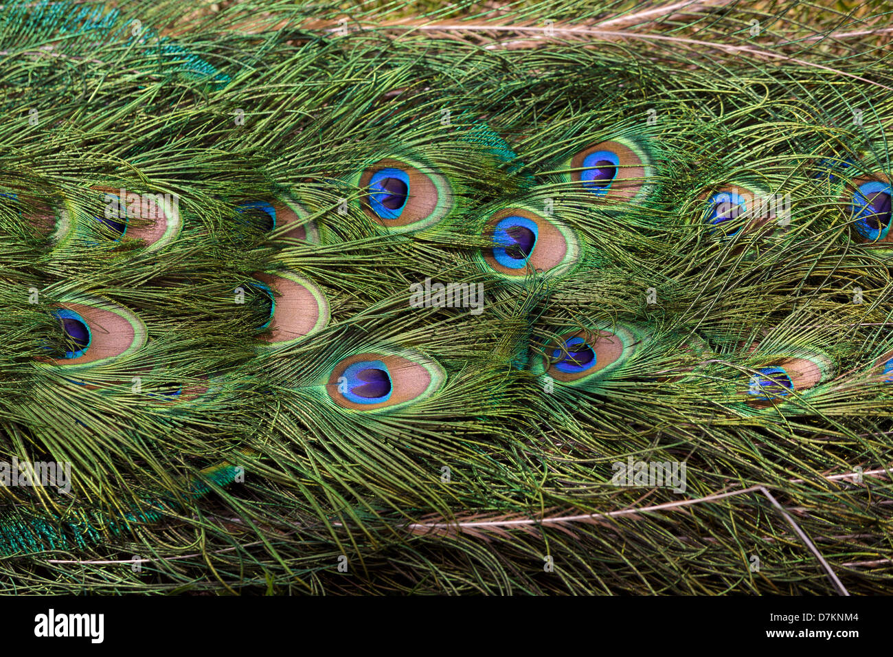 Detail of colorful peacock feathers Stock Photo - Alamy