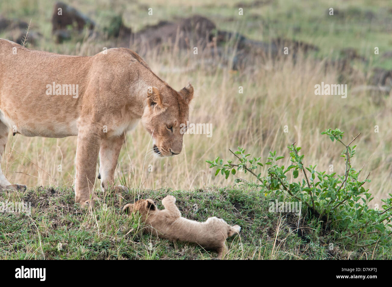 Lioness protecting cub hi-res stock photography and images - Alamy