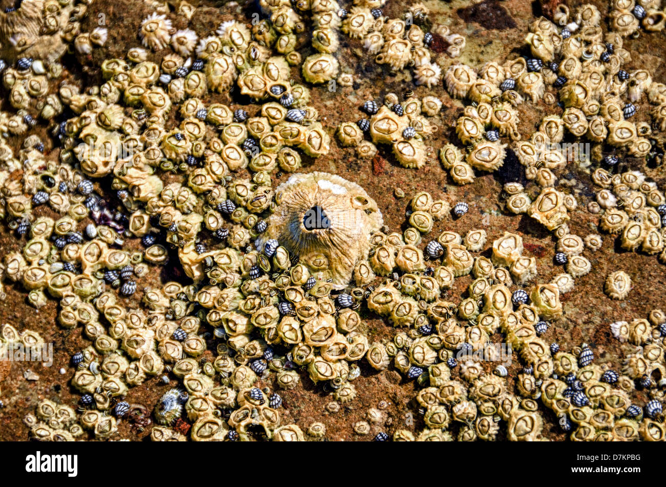 Isla de Espiritu Santo, Baja, Mexico, Limpet and barnacles in tide pool ...