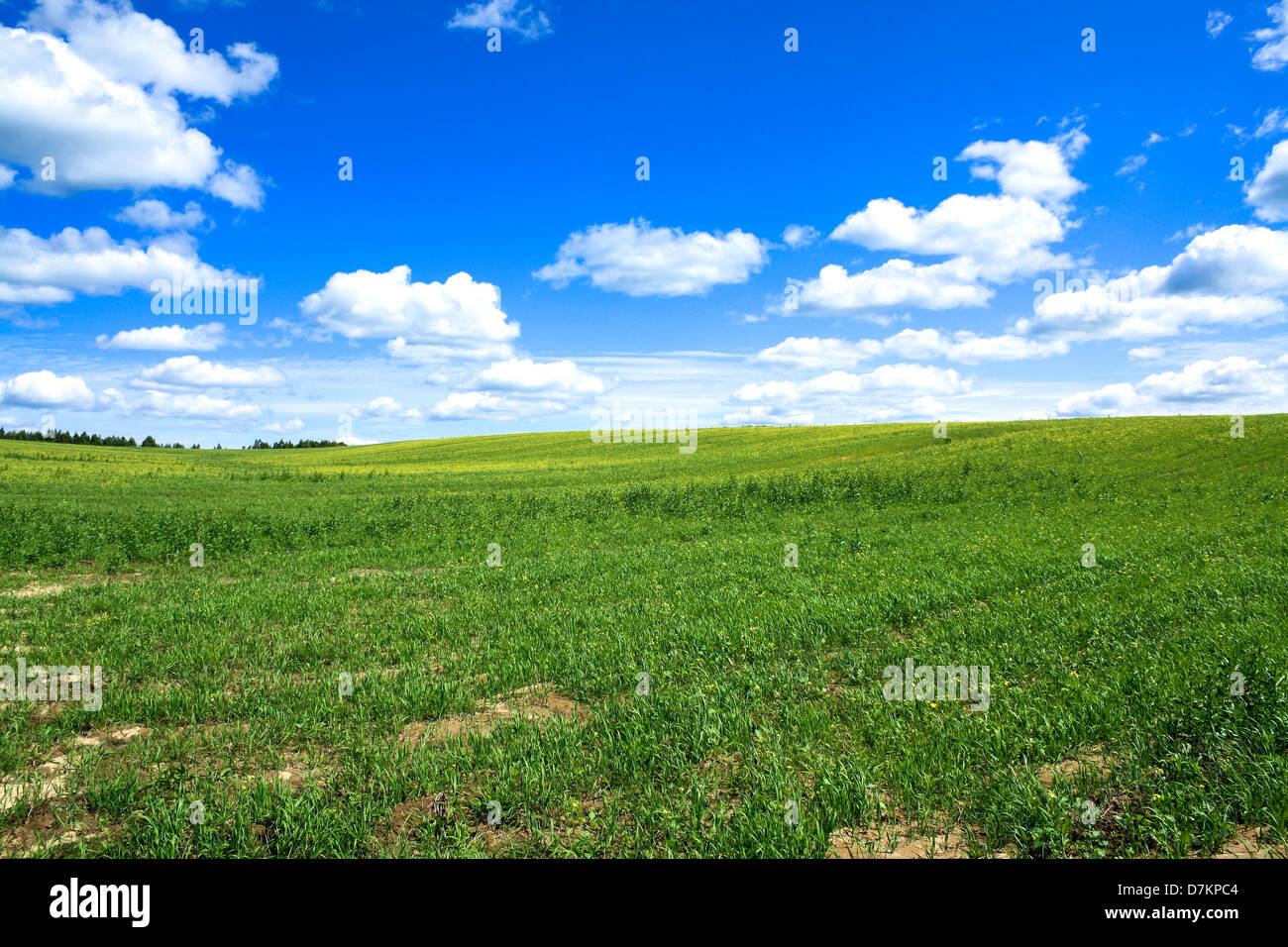Clear summer day in the field and the sky with clouds Stock Photo - Alamy