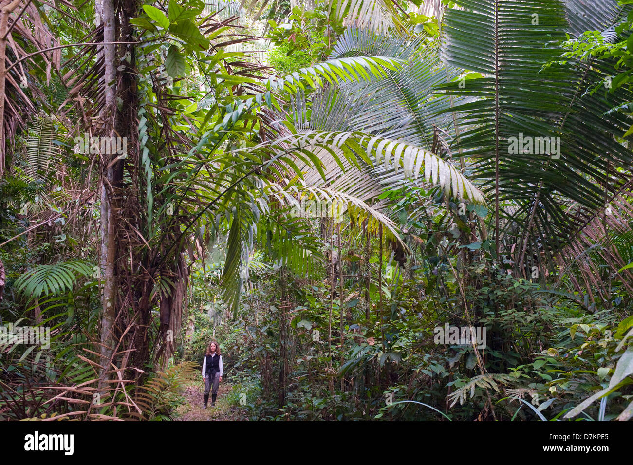 Woman in rainforest, UNESCO Biosphere Reserve, World Natural Heritage ...