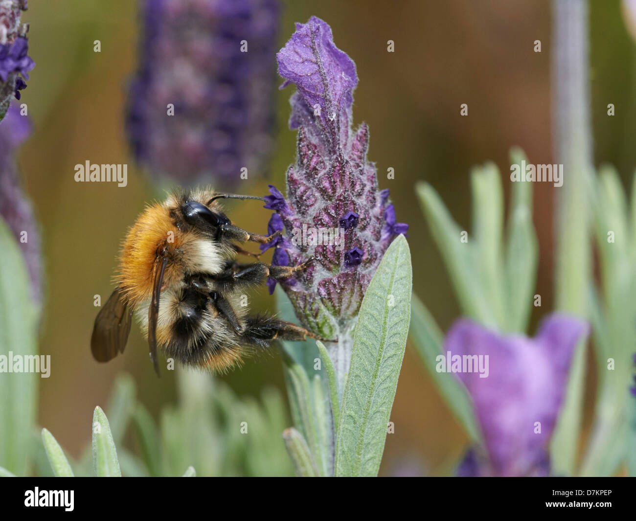 Bumblebee on flowering plant Stock Photo - Alamy