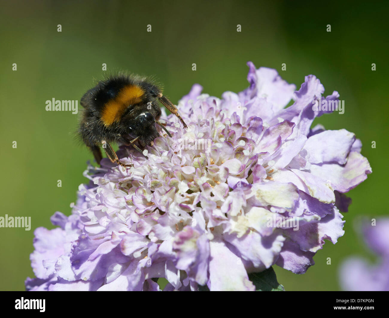 Bumblebee on flowering plant Stock Photo - Alamy
