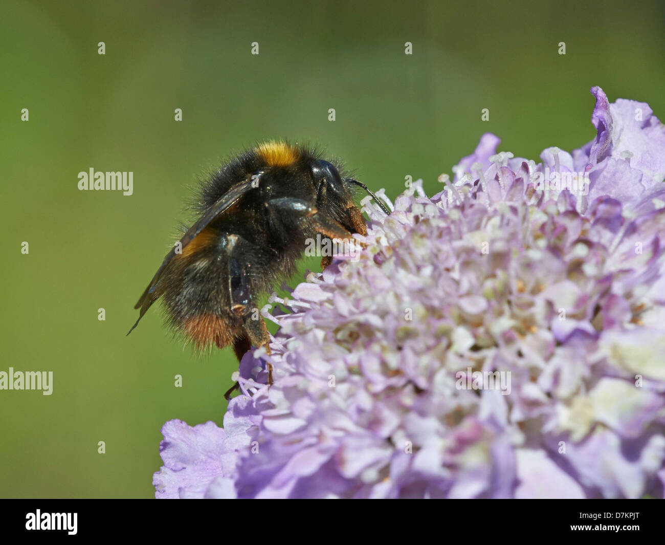 Bumblebee on flowering plant Stock Photo - Alamy