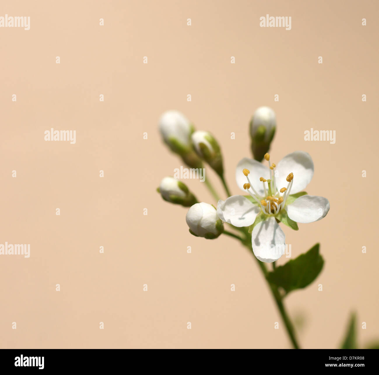 White cherry flower Stock Photo - Alamy