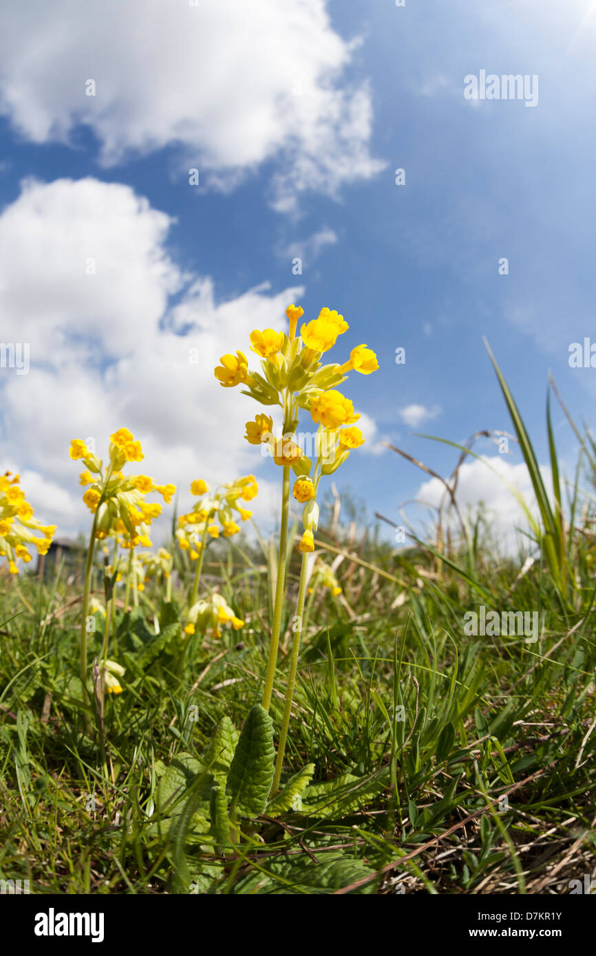 Cowslip (Primula veris), Kent, UK, spring Stock Photo - Alamy