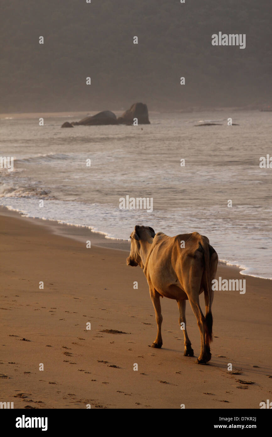 Cow beach hi-res stock photography and images - Alamy