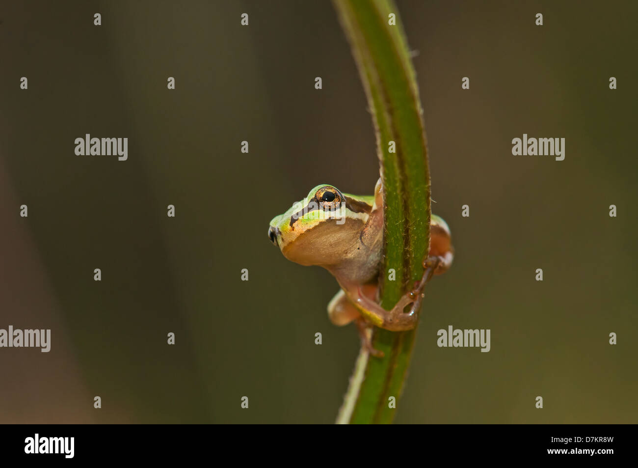 European tree frog, Hyla savigny on stem Stock Photo - Alamy