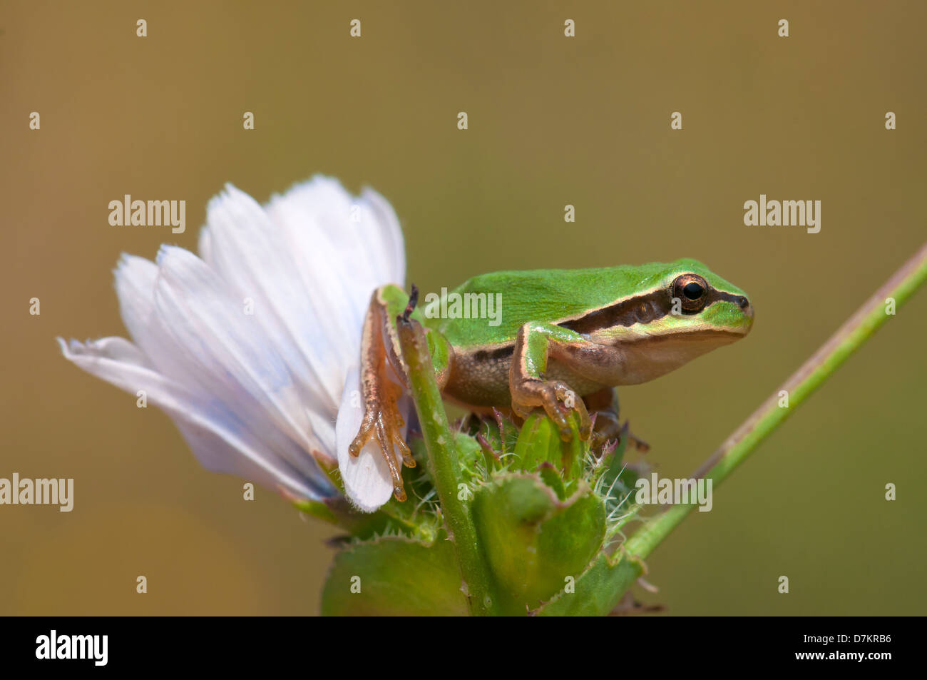 Frog camouflage hi-res stock photography and images - Alamy