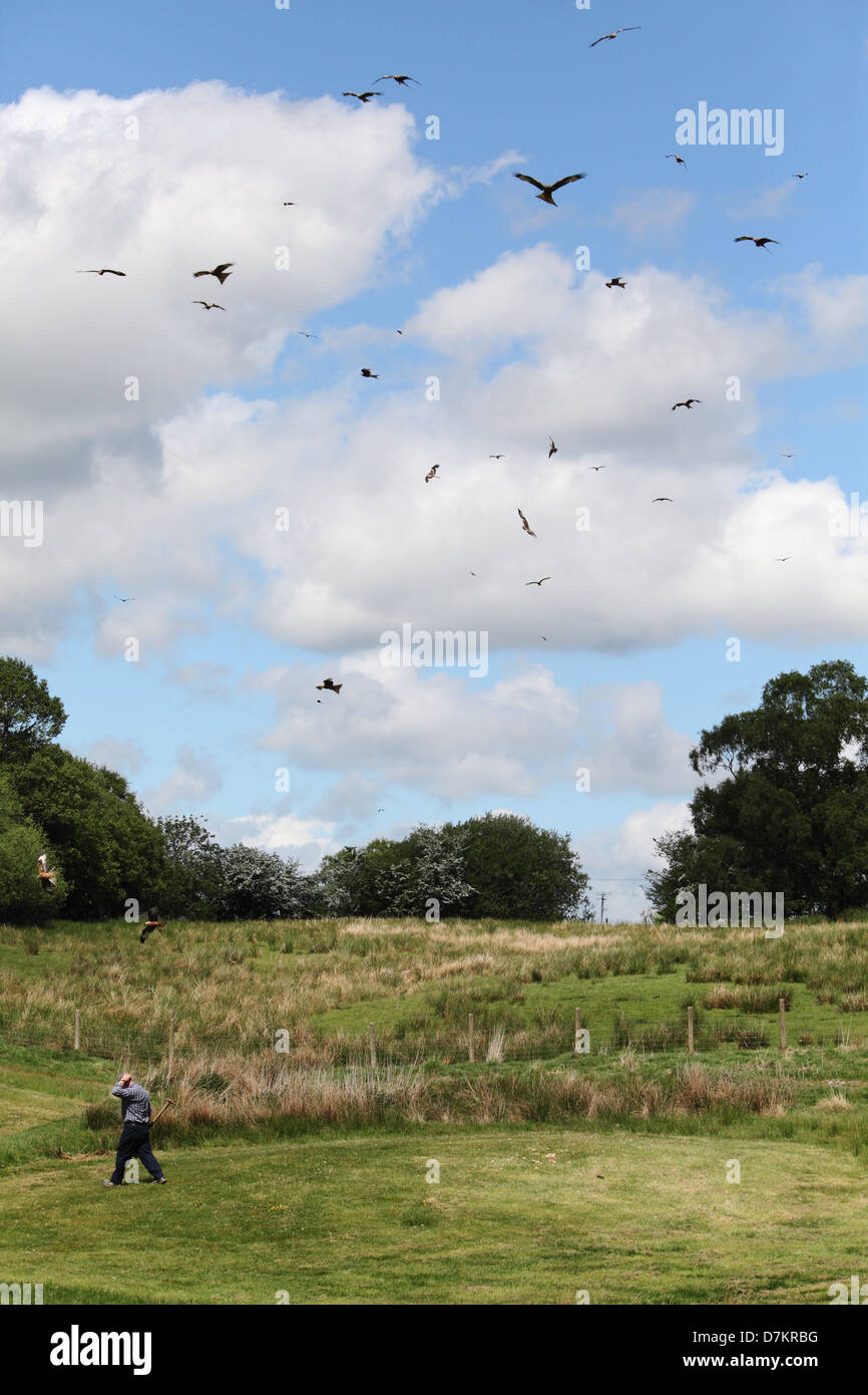 Red Kite at Gigrin Farm Stock Photo - Alamy